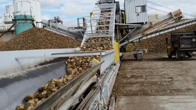 sugar plant from sugar beet