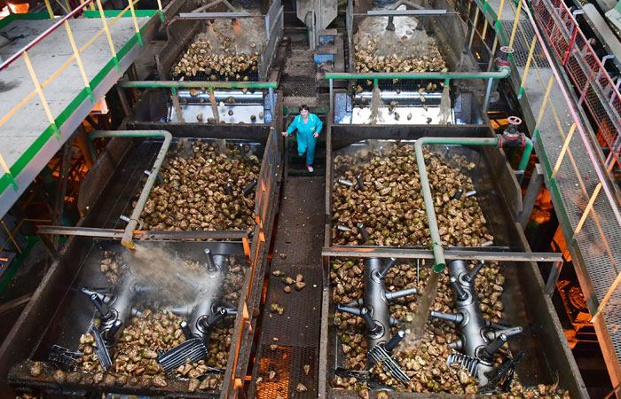 sugar plant from sugar beet